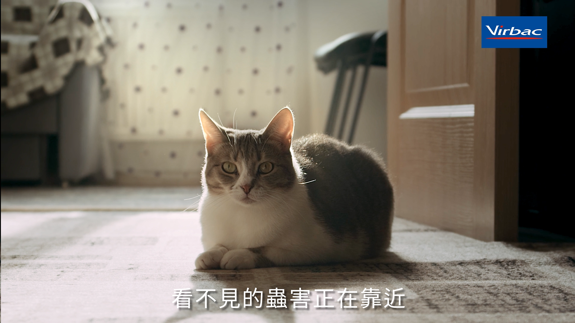 Evicto® 免疥心 ∣ 居家貓貓 聰明預防 心絲蟲、跳蚤、耳疥蟲、腸道寄生蟲